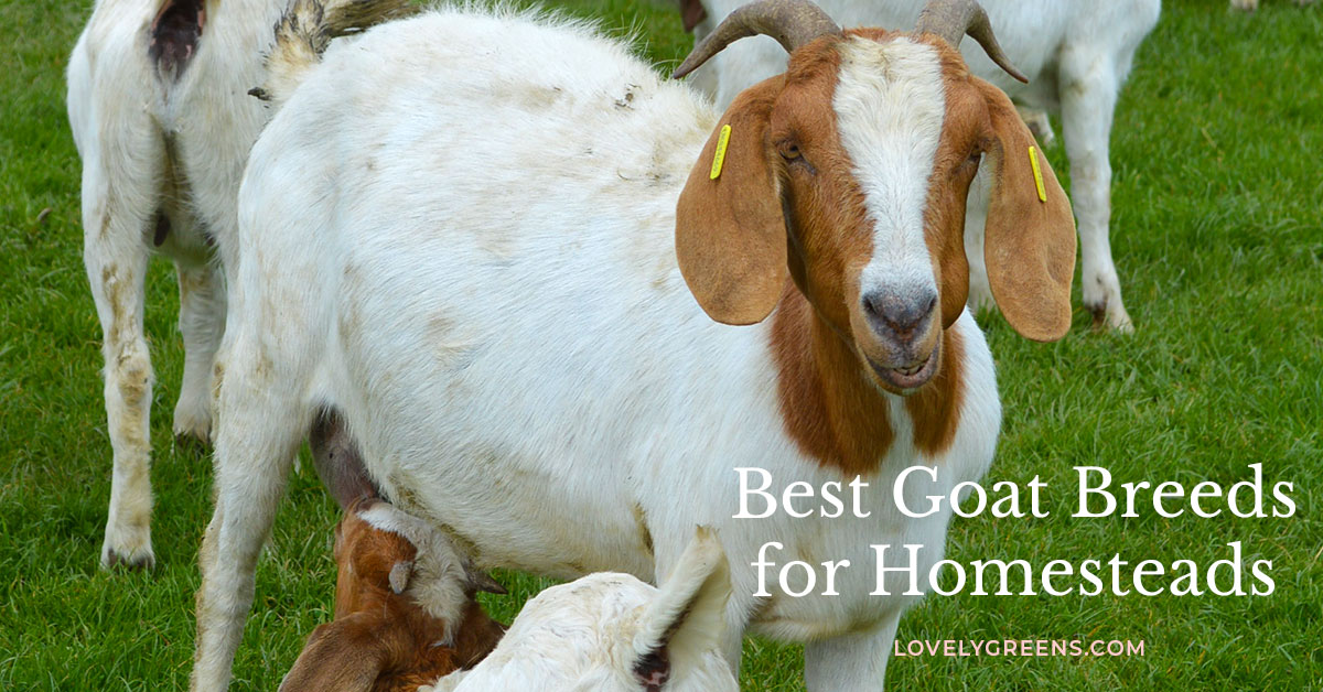 A Guide to Choosing Homestead Goats • Lovely Greens