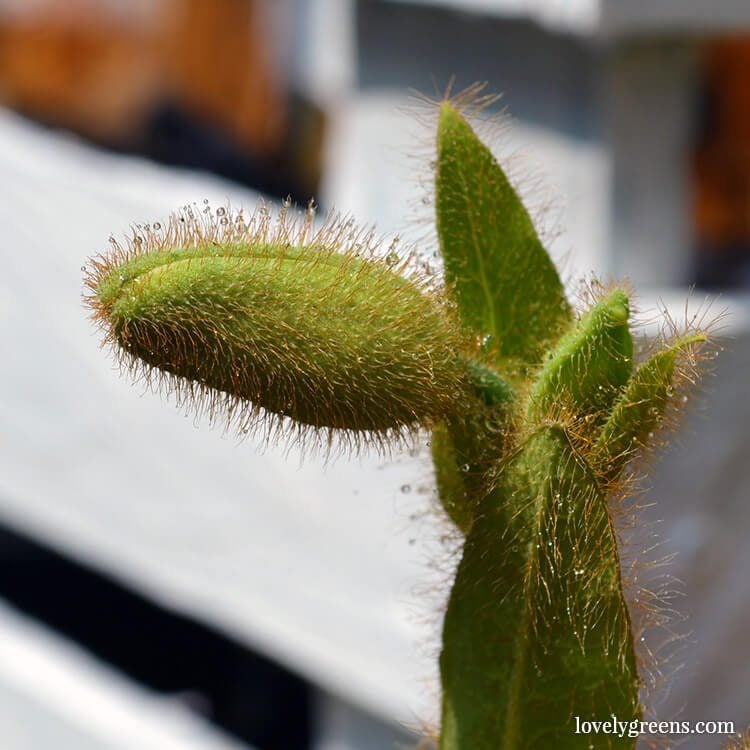 Growing the Blue Himalayan Poppy • Lovely Greens