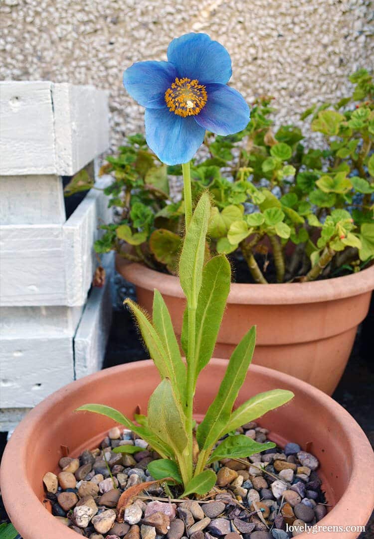 Growing the Blue Himalayan Poppy • Lovely Greens
