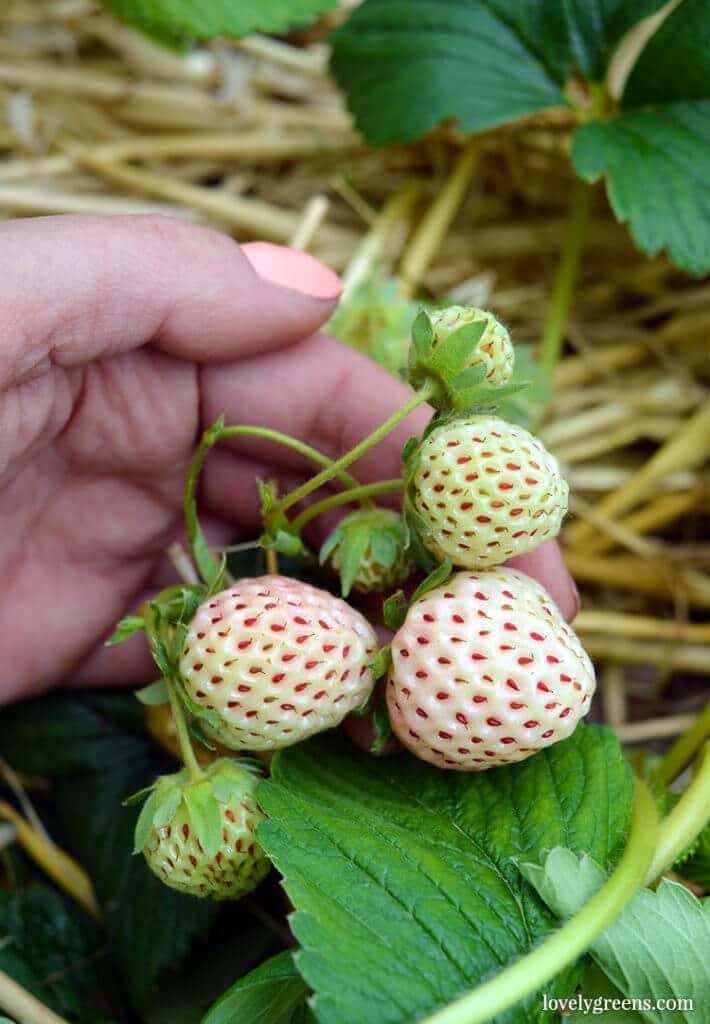 How to grow Pineberries - White Strawberries with a Citrus Kick