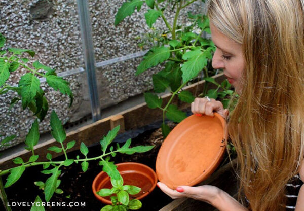 Make DIY Ollas Using Terracotta Pots