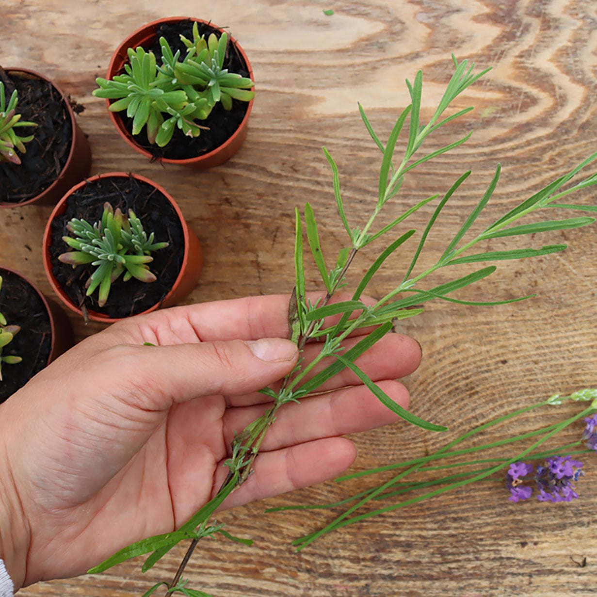 What To Do With Lavender Cuttings