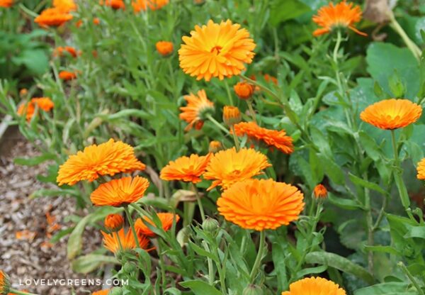 How to Grow Calendula Flowers From Seed • Lovely Greens