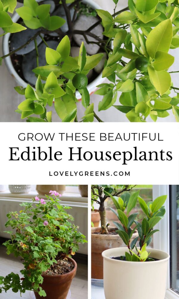 Beautiful Edible Houseplants to Grow for Food and Decor • Lovely Greens