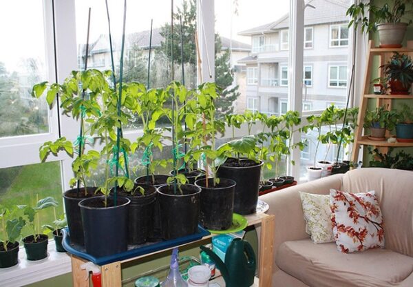 Useful Tips for How to Grow an Indoor Vegetable Garden • Lovely Greens
