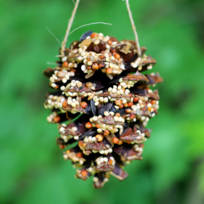 Easy Winter Solstice Crafts for Nature Lovers • Lovely Greens