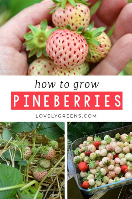 How to grow Pineberries - White Strawberries with a Citrus Kick
