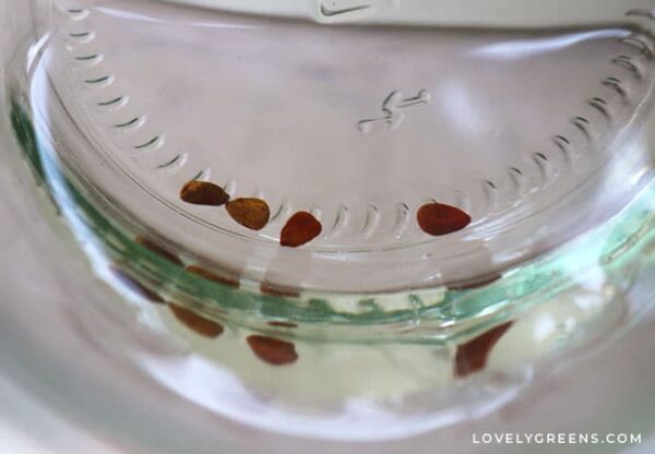 How to Make Naturally Yellow to Orange Annatto Soap • Lovely Greens