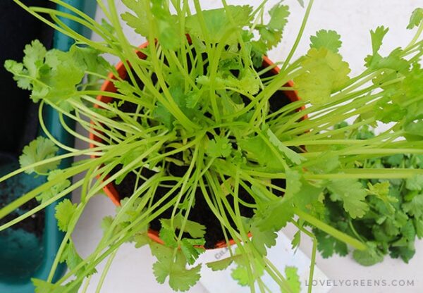 Growing Coriander from the Supermarket (Keeping it Alive!) • Lovely Greens