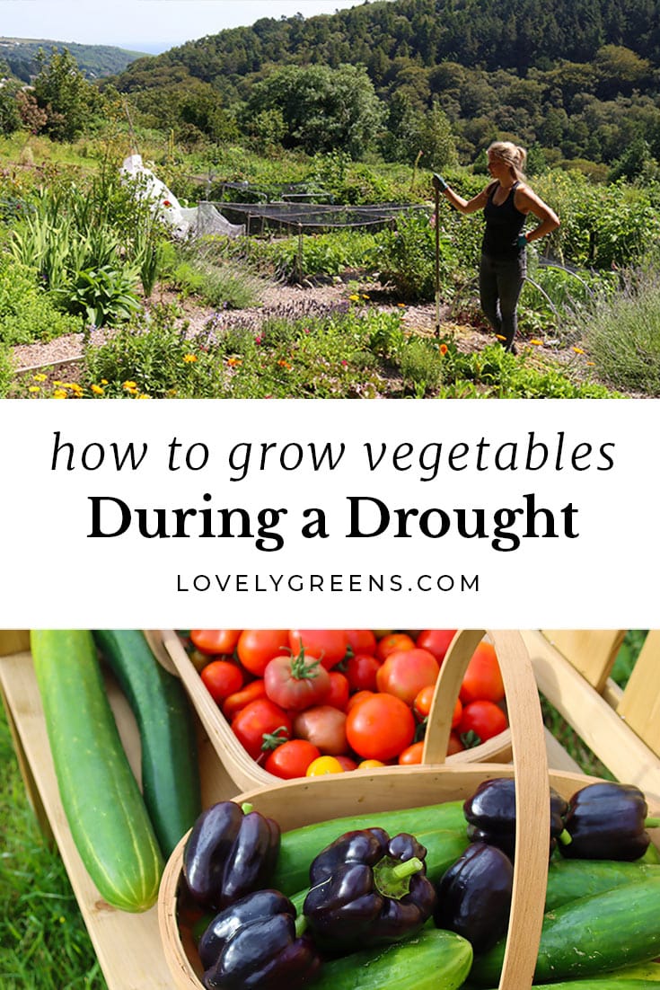 How to Grow Vegetables During a Drought