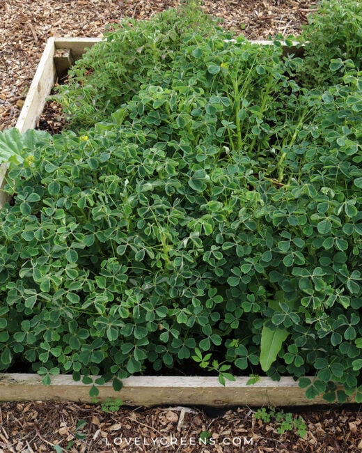 How to Grow Oca, the New Zealand Yam