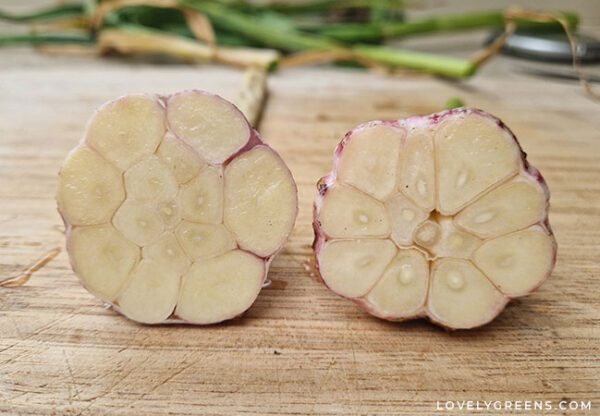 Everything to Know About Growing Garlic
