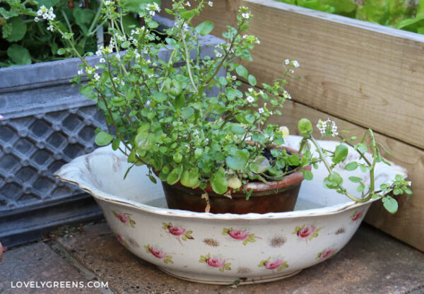 Quickstart Guide to Container Vegetable Gardening • Lovely Greens
