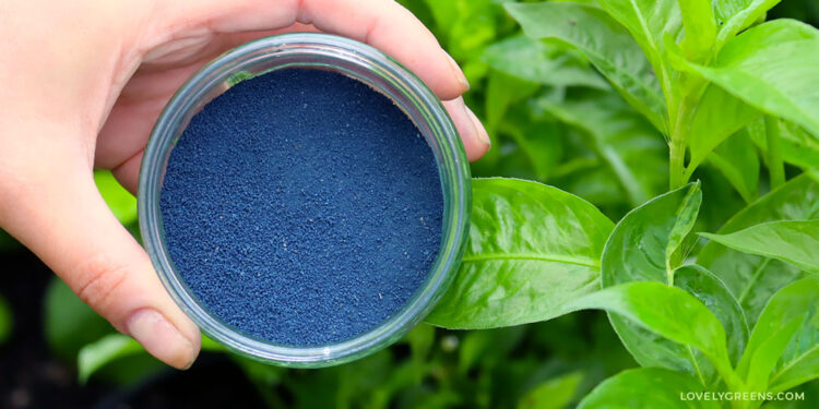 Homegrown Indigo Pigment Extraction • Lovely Greens
