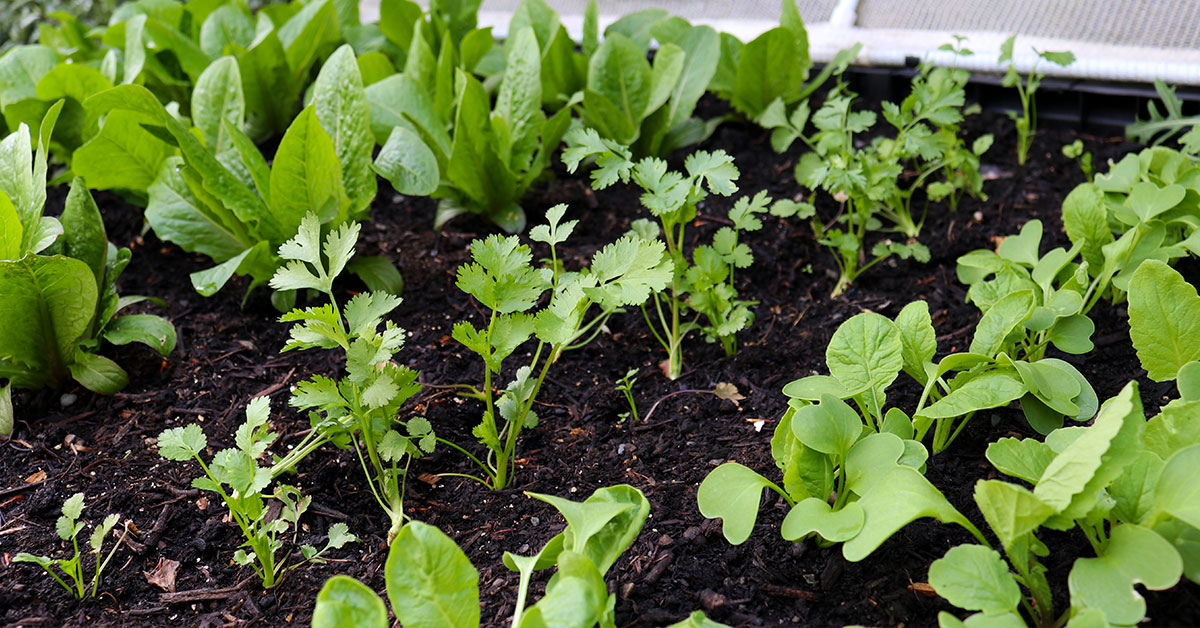 Top Fall Vegetable Seeds to Grow for Autumn Harvests