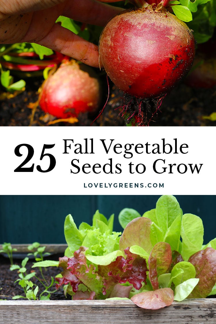 Top Fall Vegetable Seeds to Grow for Autumn Harvests