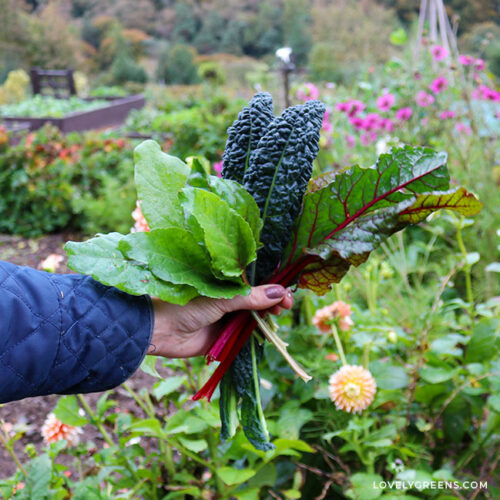 Top Fall Vegetable Seeds to Grow for Autumn Harvests