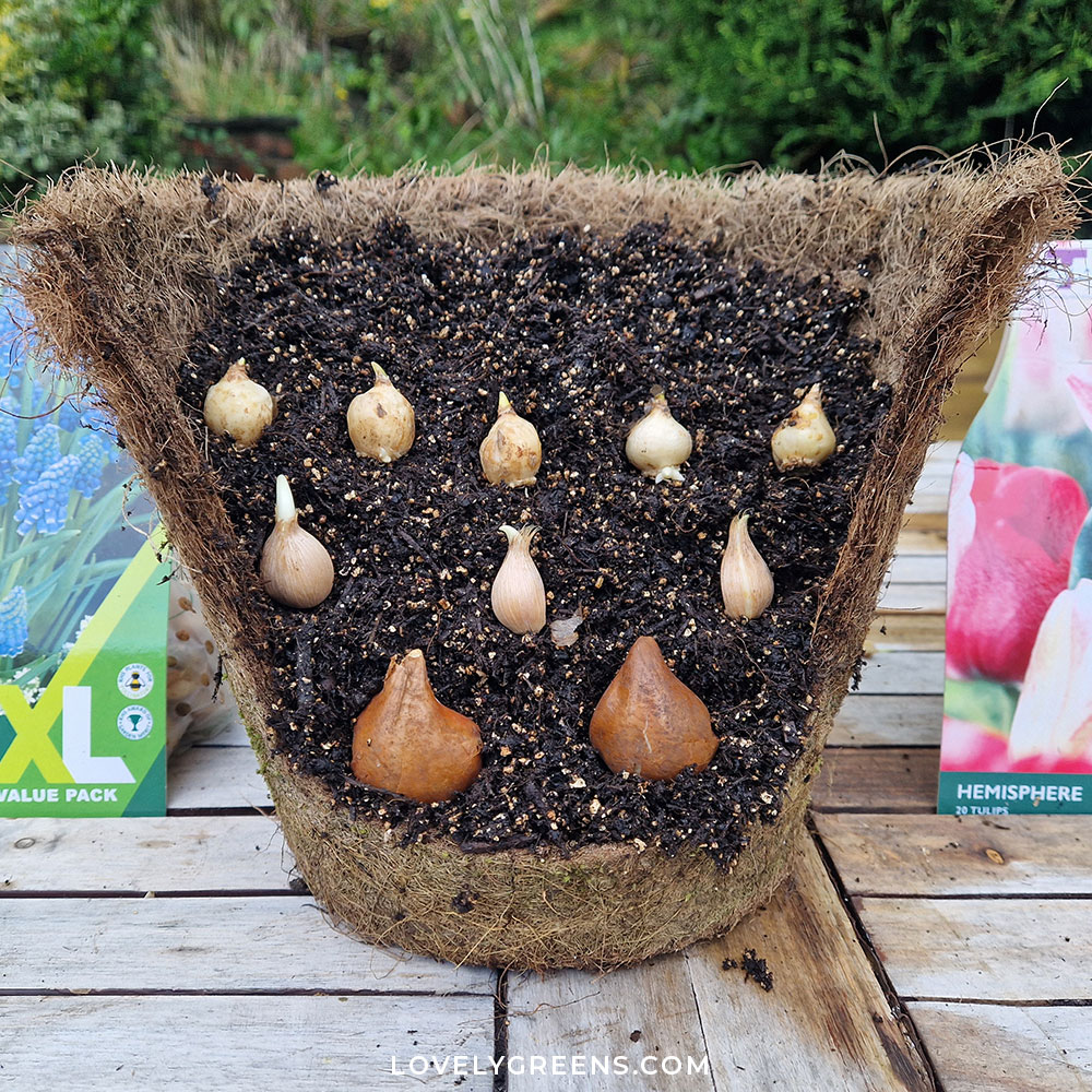 Easy Tips For Layering Bulbs To Make A Bulb Lasagne Lovely Greens