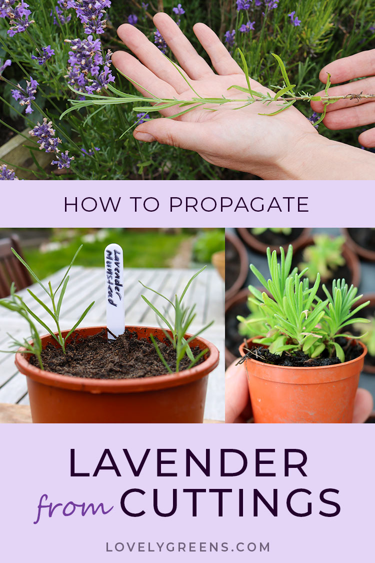 How to Propagate Lavender from Cuttings (Plants for Free) • Lovely Greens