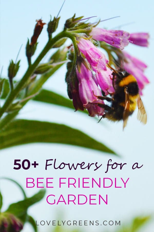 50+ Bee Friendly Flowers and Trees