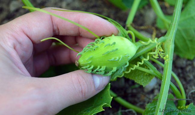 Top 10 Unusual Vegetables to Grow in your Garden