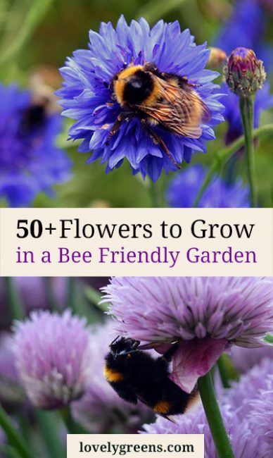50+ Flowers and Trees to Grow in a Bee Friendly Garden