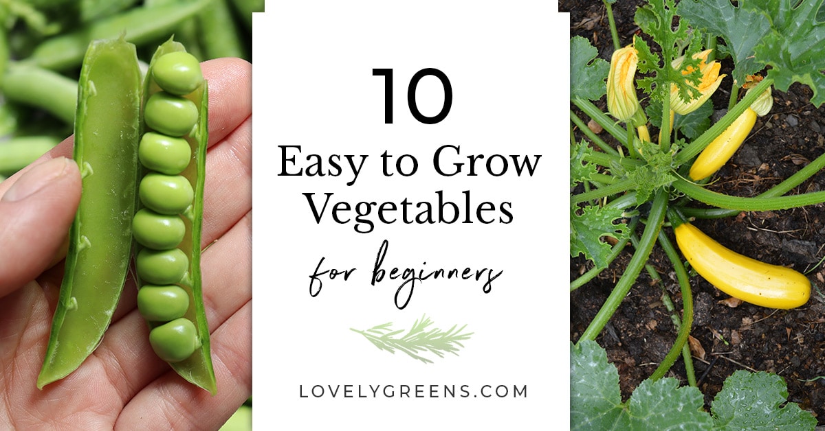 10 Easy to Grow Vegetables for Beginners • Lovely Greens