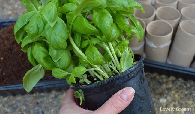 Tips for Growing Basil from the Supermarket (Plants for Free!)