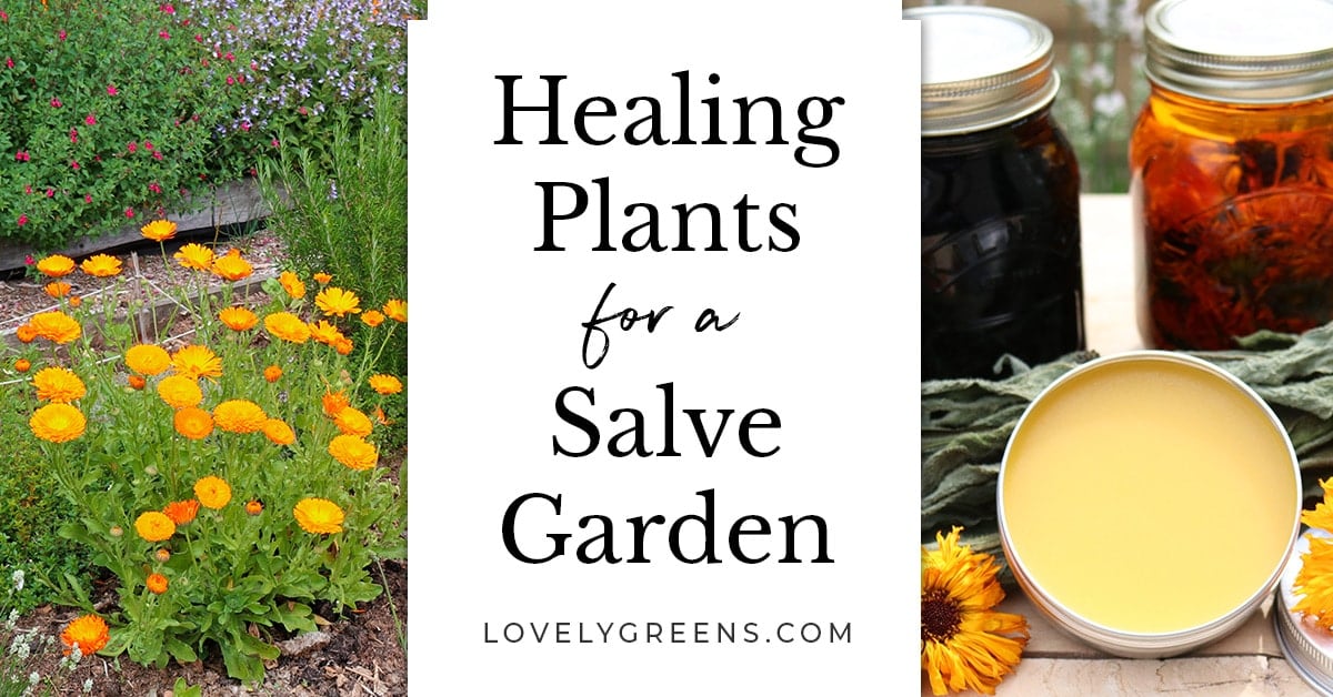 Healing Plants to Grow in a Salve Garden • Lovely Greens