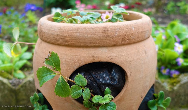 The Best Way to Plant a Strawberry Pot • Lovely Greens