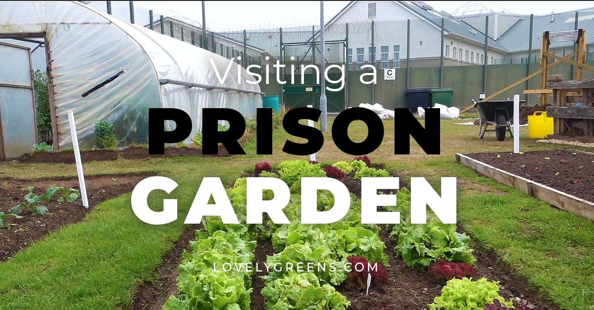 Prison Vegetable Garden: A Different Type of Walled Garden • Lovely Greens